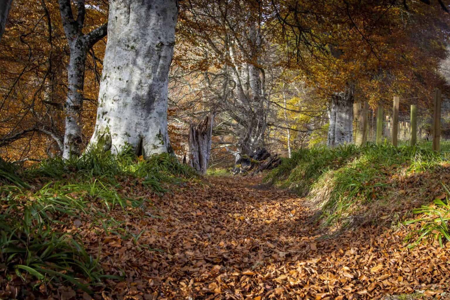 Logie Steading and Gardens | Visit Forres